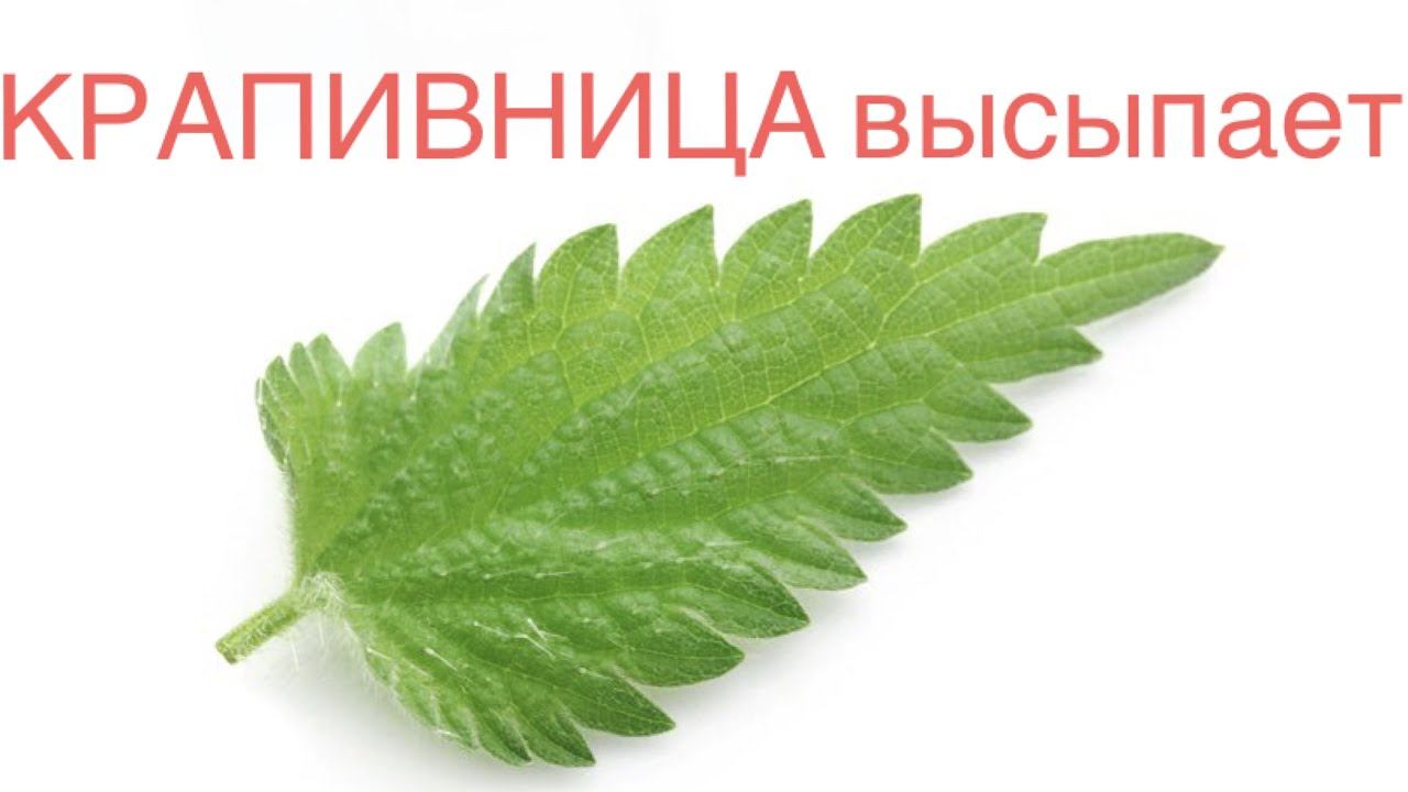 Высыпает КРАПИВНИЦА