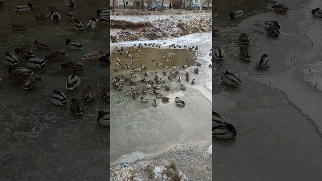 Утки и зима!