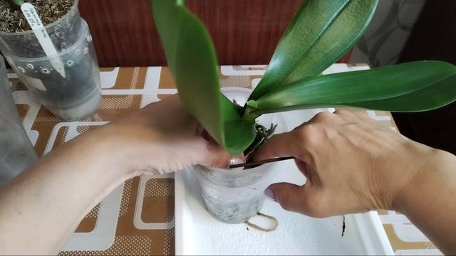 Орхидеи с подоконника. Наращиваем стенки у горшков 😉