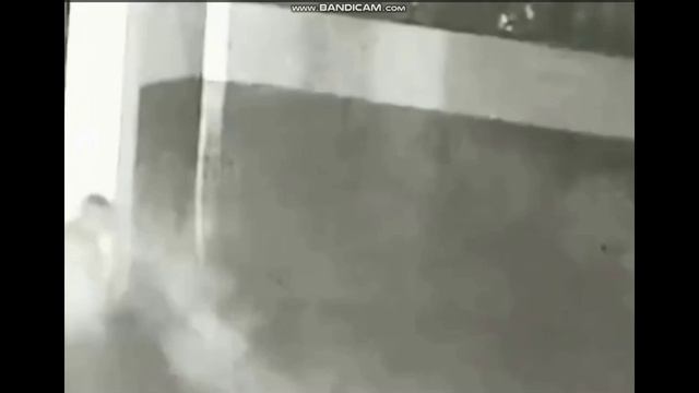 Криптиды реально существуют. Вот они