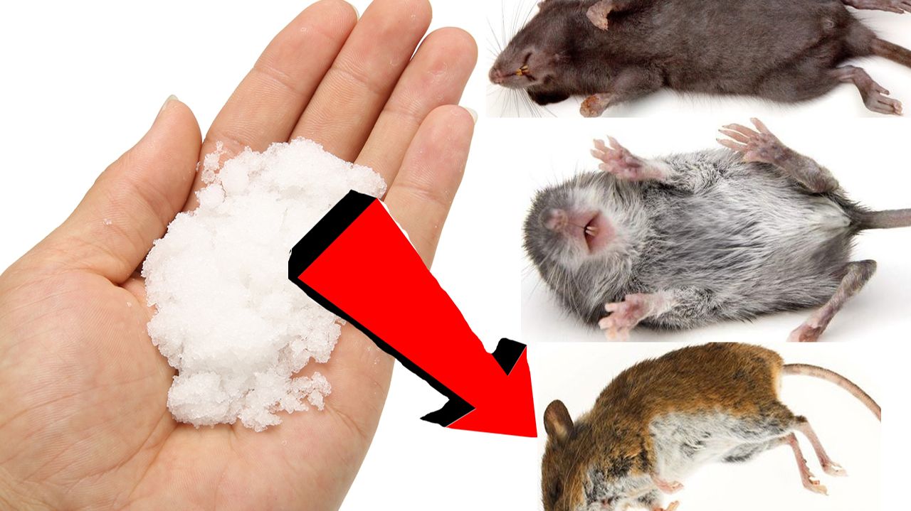 Как избавиться от мышей и крыс навсегда За 3 Секунды...!!!!!!!!!!