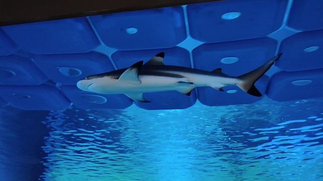 акула в круизном терминале