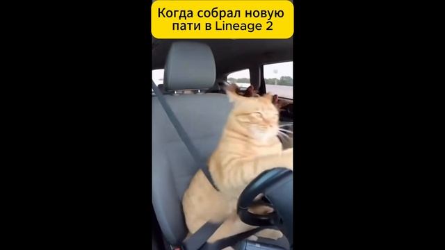 Когда собрал новую пати в Lineage 2 #twitch #lineage2 #shorts #short #shortvideo