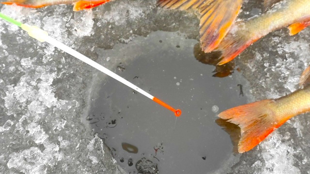 ТРОФЕЙНАЯ ЛУЖА... ПЕРВЫЙ ЛЁД В КОЛХОЗНОМ ПРУДУ!! ЩУКА НА ЖЕРЛИЦЫ, ОКУНЬ НА МОРМЫШКУ