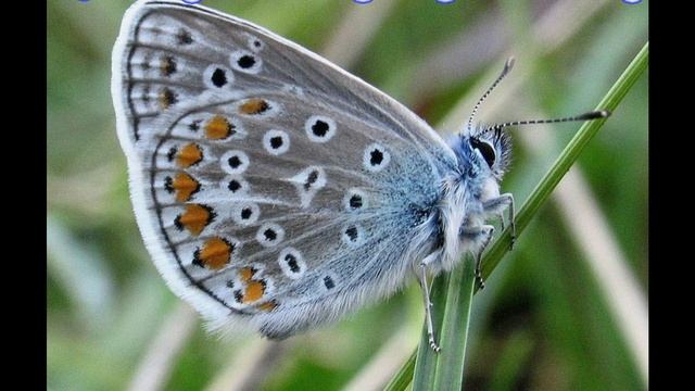 Метамарфоза