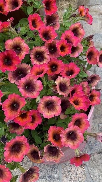 Петуния Каскадиас Аризона Скай