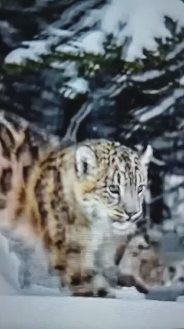 Малыш Снежного барса спасает свою маму😳#Shorts