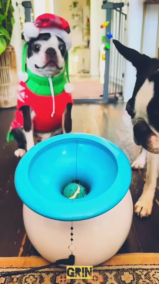 Когда-нибудь у них получится...😜🤣