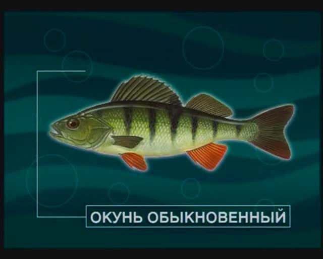 Какого размера живца и в какое время предпочитает Обыкновенный окунь — Perca fluviatilis ?