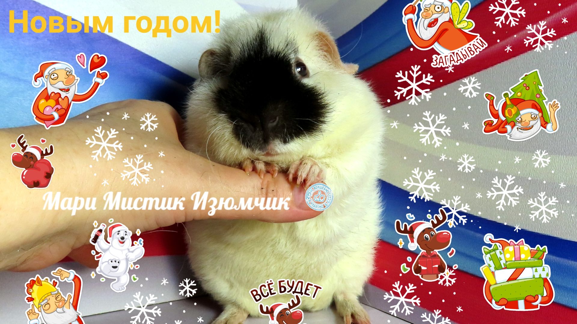 С Наступающим Новым 2026 годом ! #морские_свинки #попугаи #черепахи