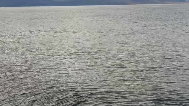 Сочи. Декабрь 2025 года. Военный санаторий "Лазурный берег. Дельфин.