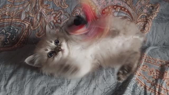 Котёнок играет/лапочка/мурка