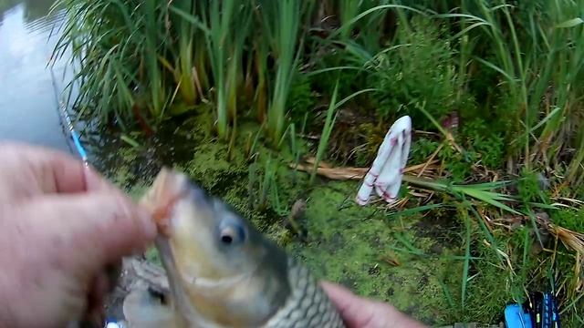 Как карп меня купаться заставил