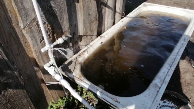 Караси в ванне