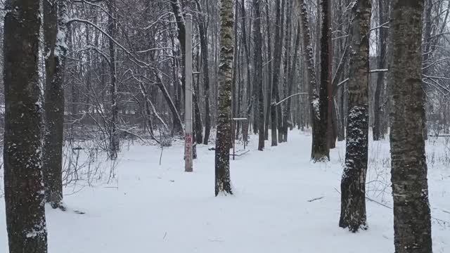 Обращение к зрителям и подписчикам// гуляю по городу// мои покупки к Новому году.