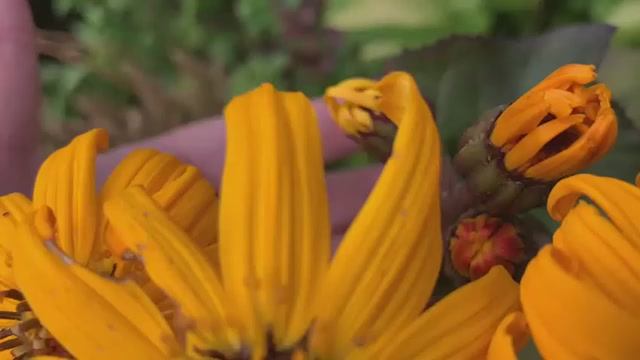 Бузульник  - прекрасное многолетнее растение для тенистого сада.