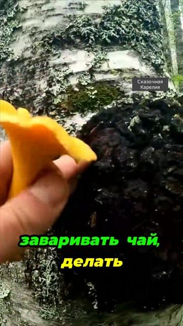 Грибы повсюду в лесу. Сбор грибов. Сказочная Карелия