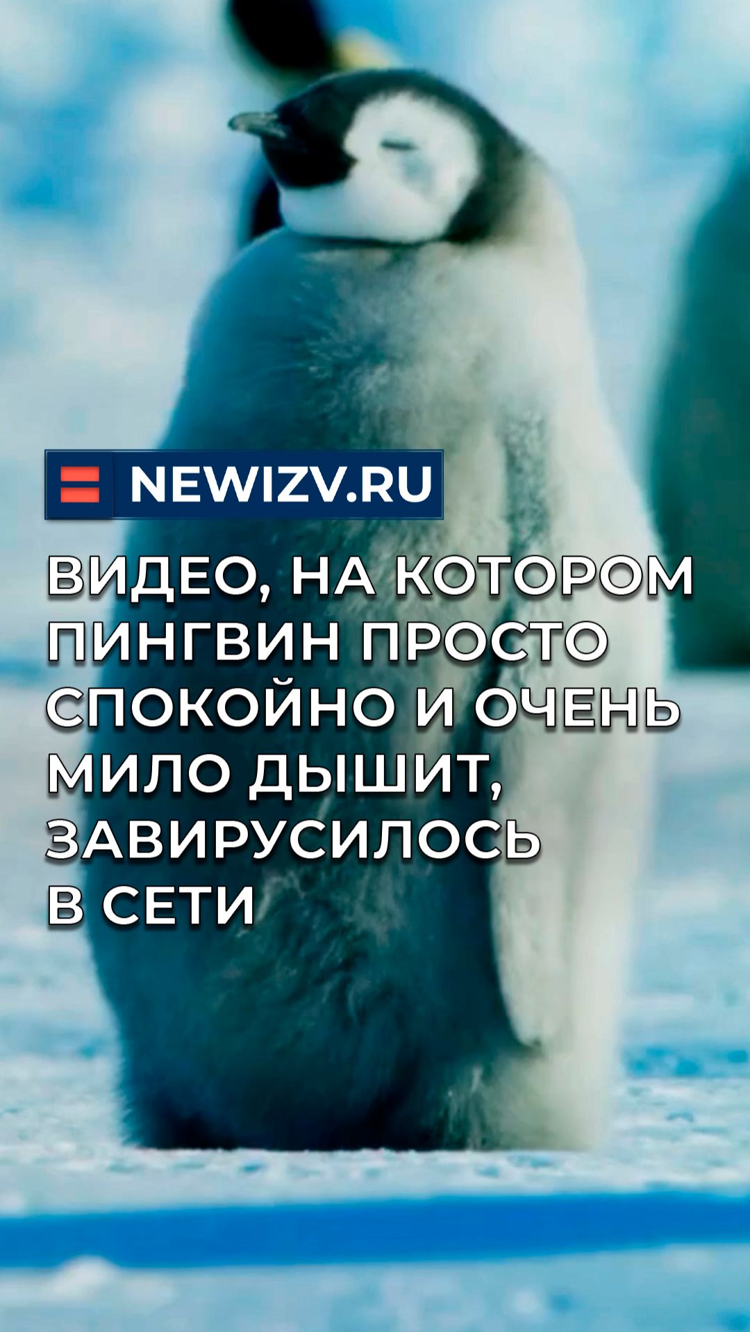 Видео, на котором пингвин просто спокойно и очень мило дышит, завирусилось в сети
