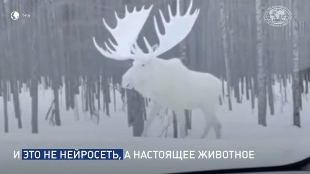 Белоснежный лось попал на камеру в Канаде | @Русское географическое общество