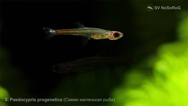 Где обитает одна из самых маленьких рыб в мире Педоциприс прогенетика — Paedocypris progenetica ?