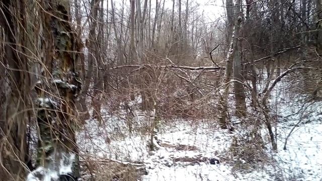 ПО ПЕРВОМУ СНЕГУ В ЛЕСУ ПОВСЮДУ СЛЕДЫ