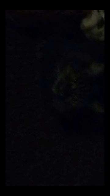 мем про кошку Мисти и минку.mp4