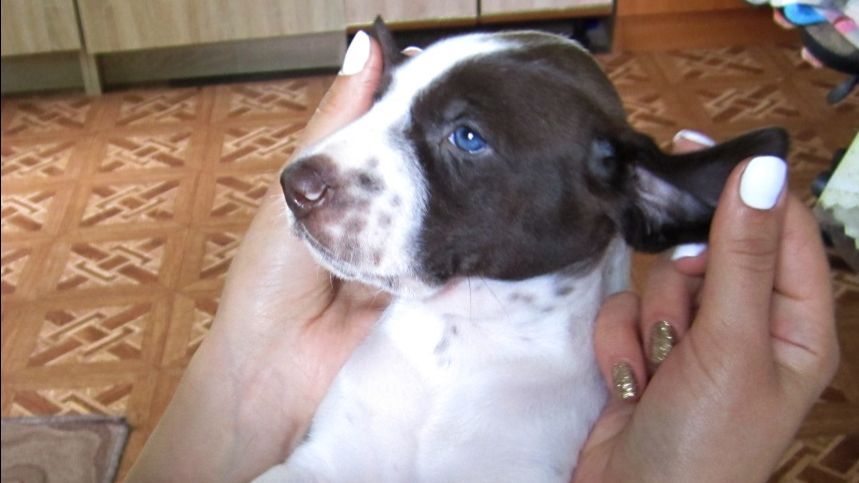 2007 год. Рождение ездовой собаки.