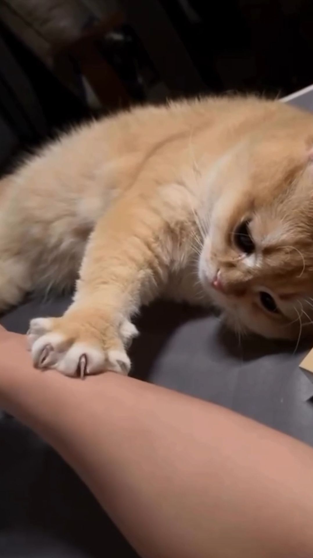 Не уходи | Don't leave me #кот #кошка #cat #kitty #trending #funnyvideo #trend #рекомендации #shorts