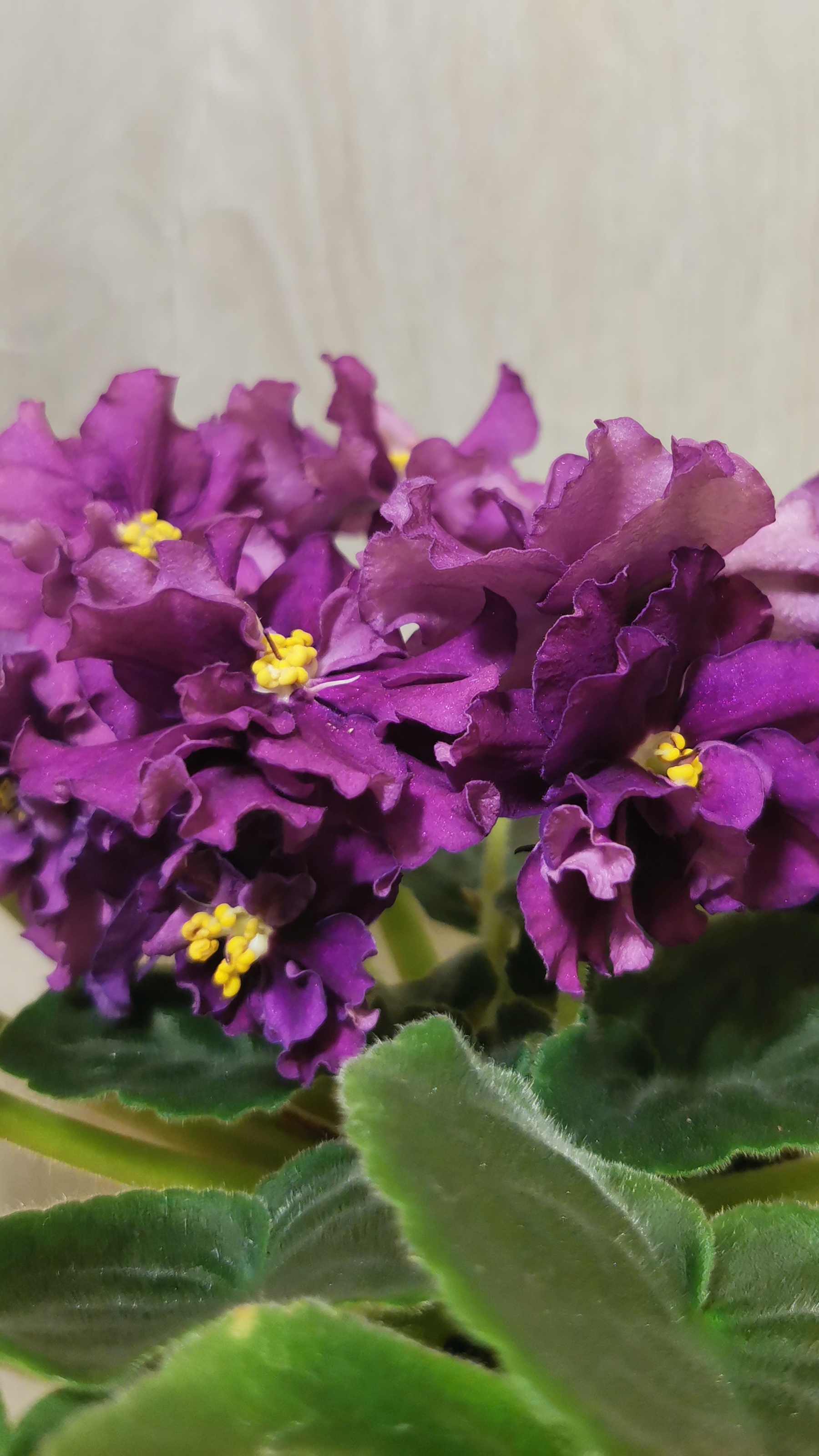 Цветы под музыку. Фиалки крупноцветковые.