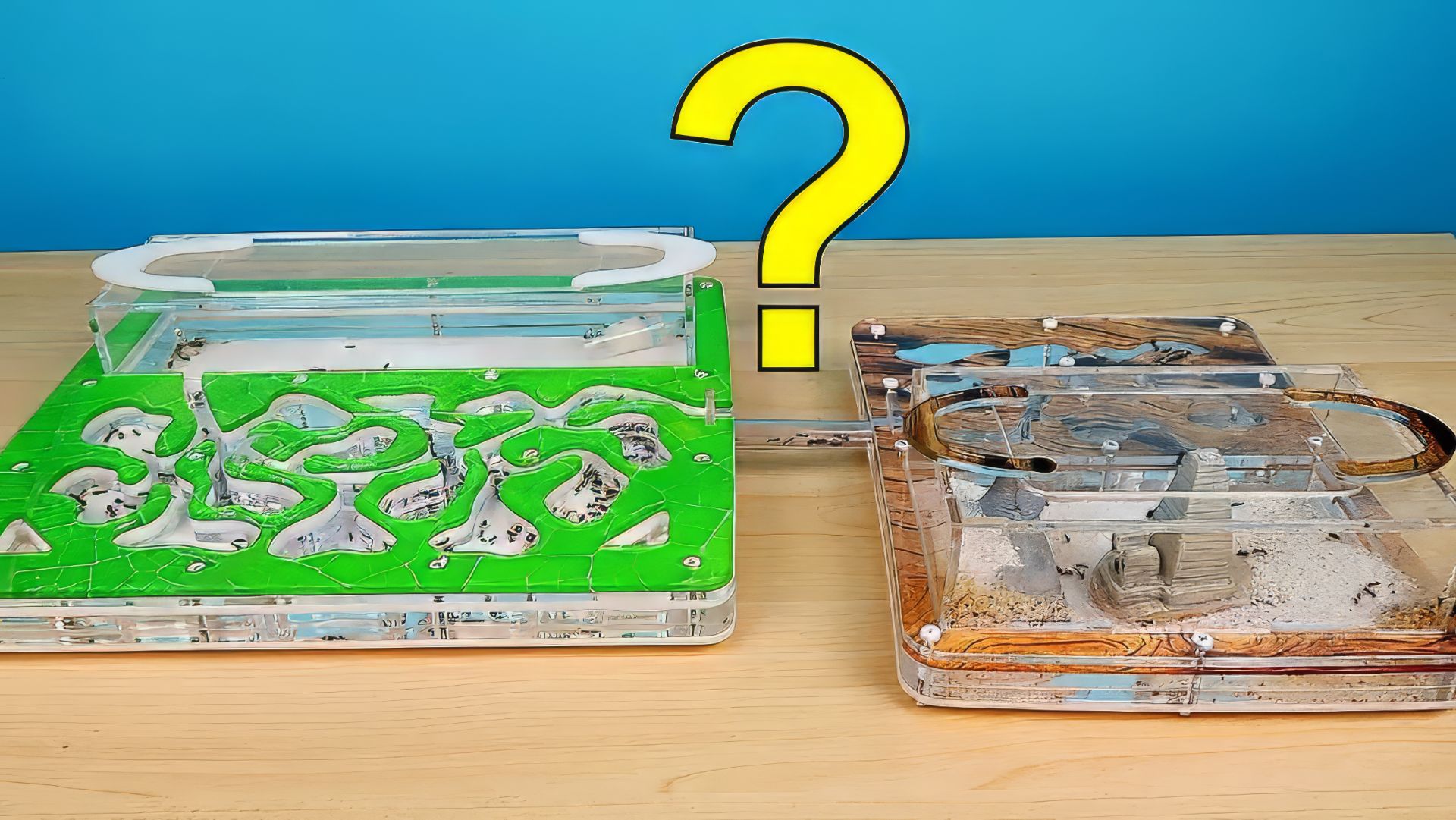 Великое переселение муравьев Жнецов!  Все оказалось не так просто! alex boyko