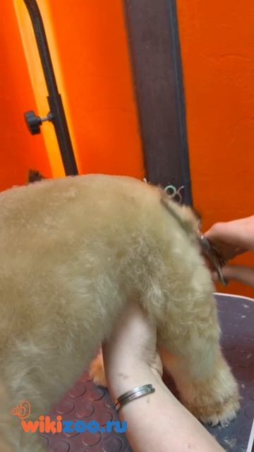 Обзор на Ножницы MOON PROFI 7.0 B75 шанкофилеры от грумера Анастасии Пудельман