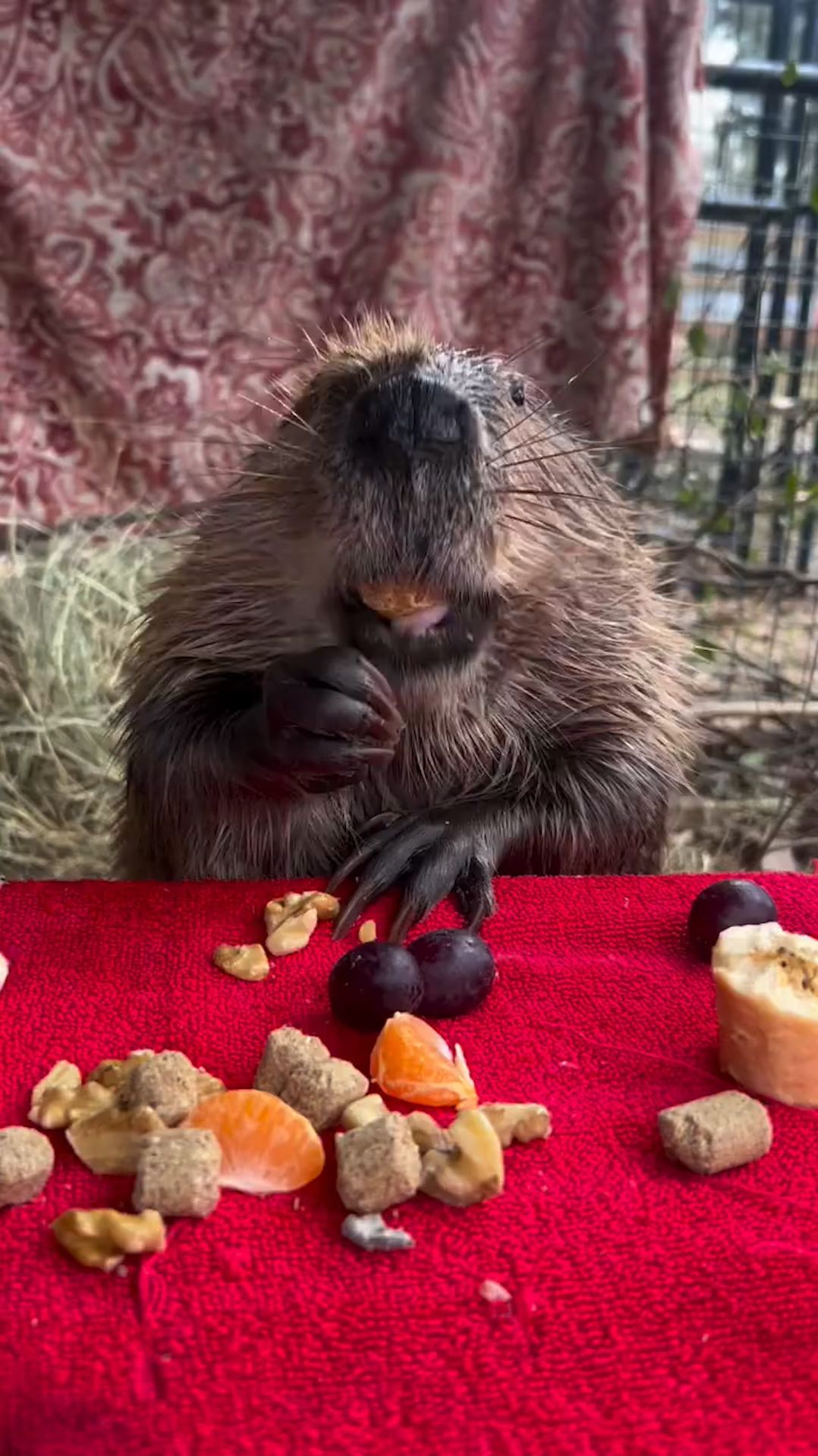 Бобр ест | The eating beaver #бобр #beaver #рекомендации #trending #тренд #trend #funnyvideo #shorts