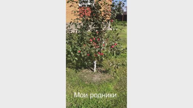 Осень 2025 Видео из архива семьи