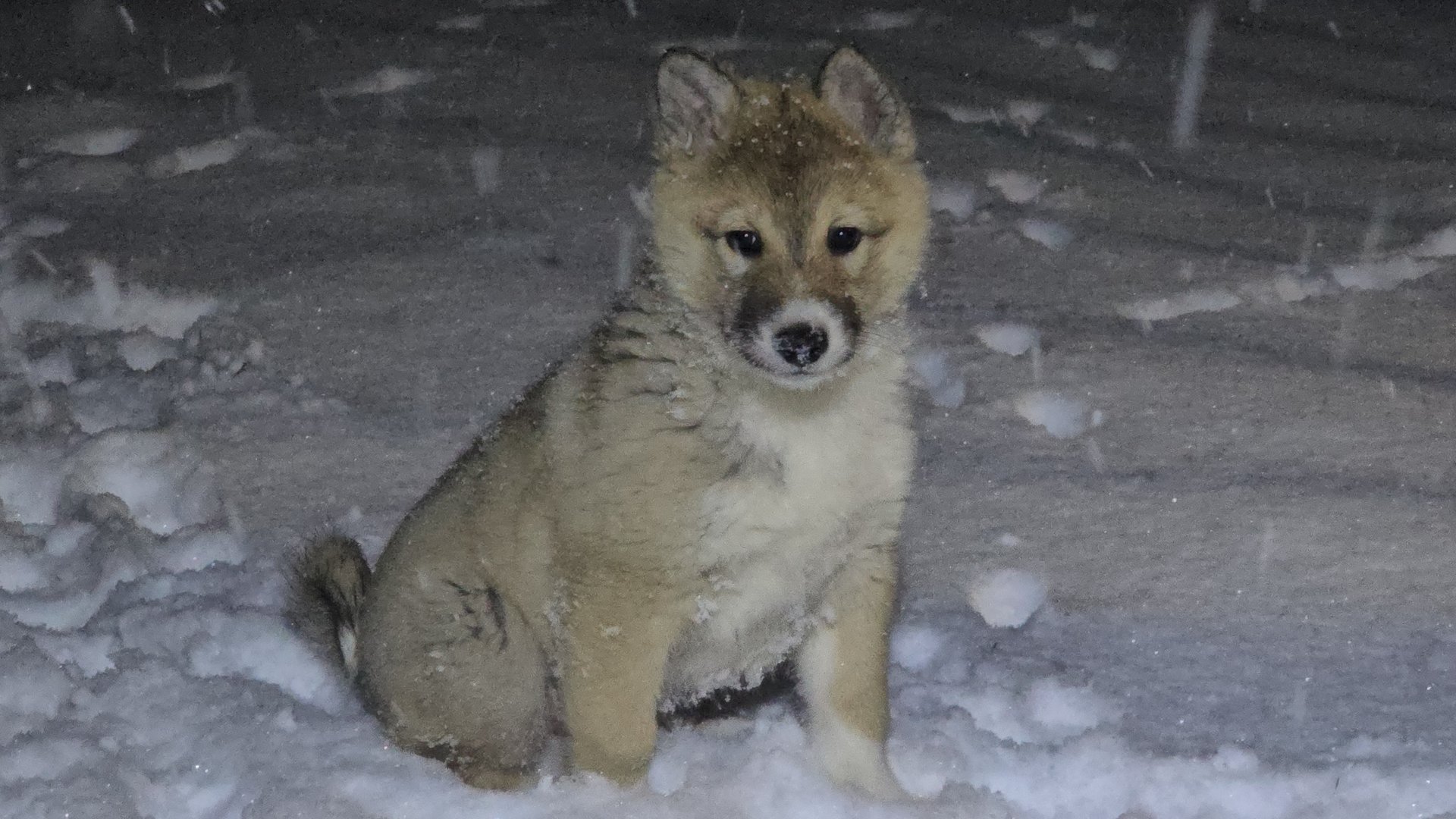 А вот и снег в декабре