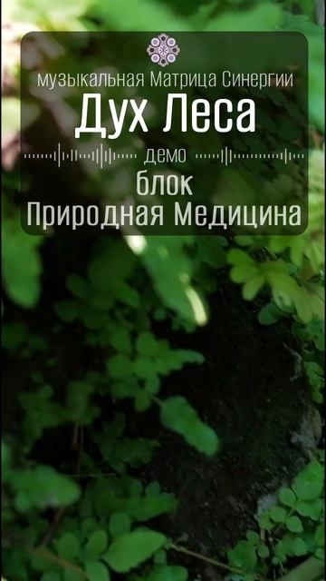 Микс Дух леса (фрагмент). Альбом планетарная медицина растений. Музыкотерапия Синергия