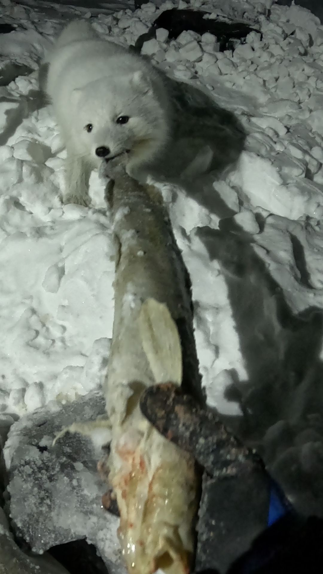 ПОРЫБАЧИЛИ С ПУШИСТЫМ КОРЕШЕМ