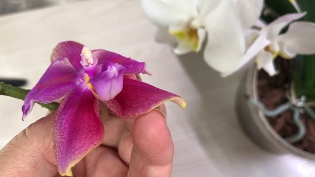 Опыление орхидей Как опылить орхидею как понять что опыление прошло успешно