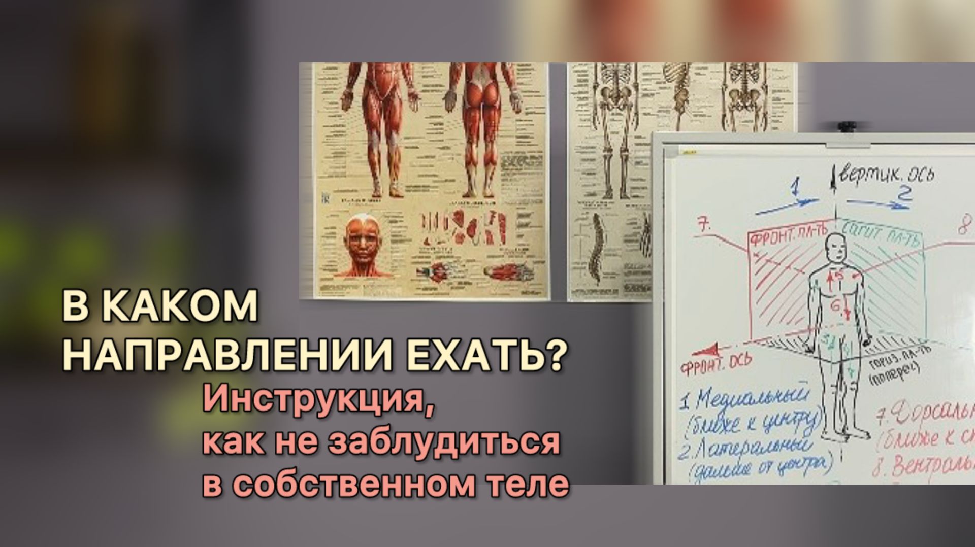 Анатомия для жизни: куда болит? Учим «стороны света» тела.