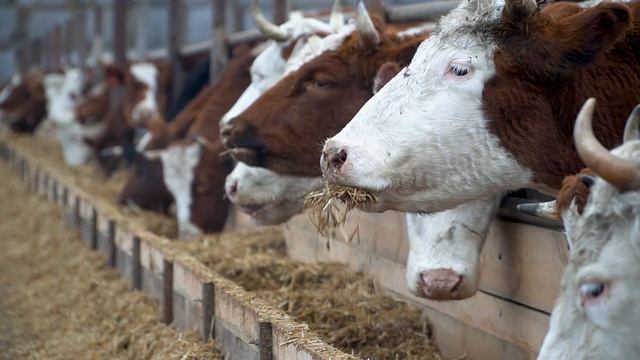 Грант Семейная ферма