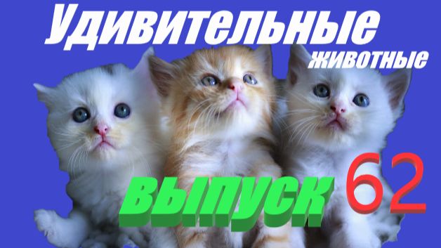 Удивительные животные #юмор #смех #развлечения