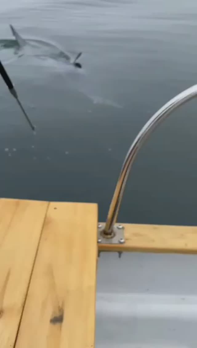 Рыбалка на акулу мокой, Итуруп