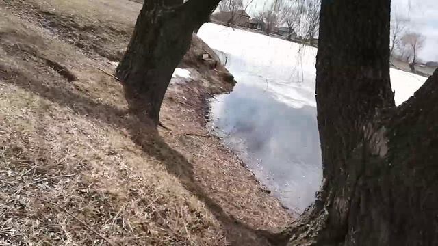 Весенний замор рыбы Амур