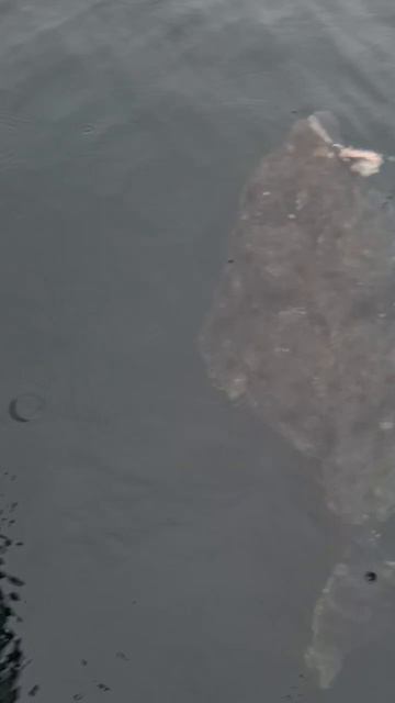 Рыбалка на палтуса на Итурупе