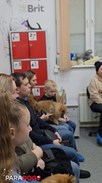 Как сохранить идеальный вид питомца до следующего груминга: лайфхаки от профи