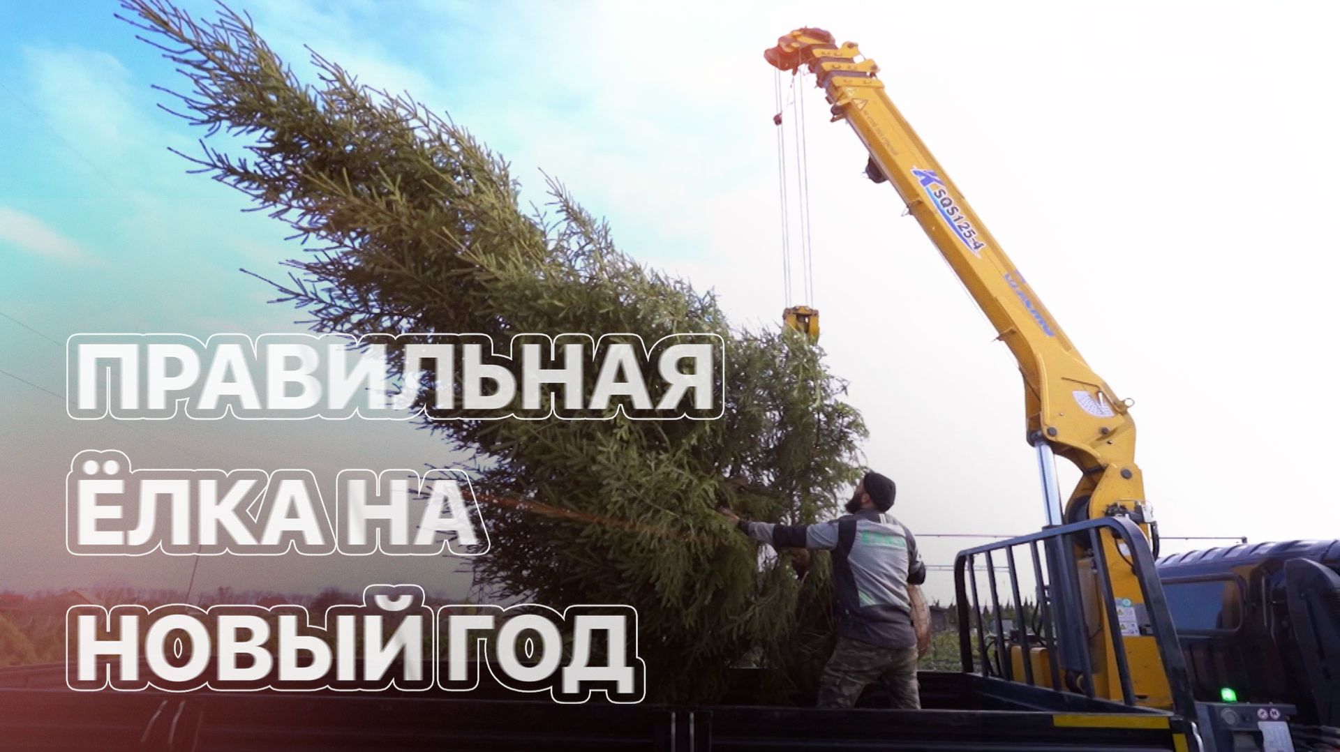 Ёлки в контейнерах разрешили вечный спор между живыми и искусственными деревьями. ЗЕМЛЕХОД