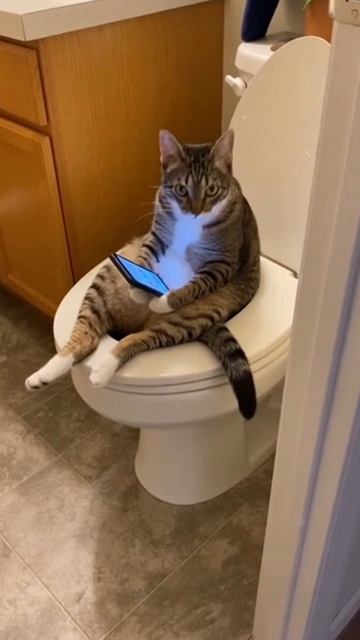 #shorts кот с телефоном