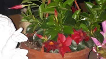 1.Мандевилла, или дипладения, — это настоящая королева комнатных лиан.