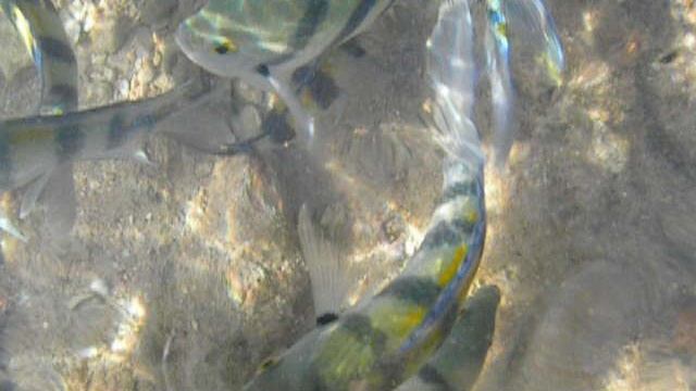 ВЕЛИКОЛЕПНЫЙ ОТДЫХ В ЕГИПТЕ НА БЕРЕГУ КРАСНОГО МОРЯ.КОРМИМ РЫБОК С РУК.