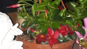 2.Пересадка черенков дипладении-мандевиллы.