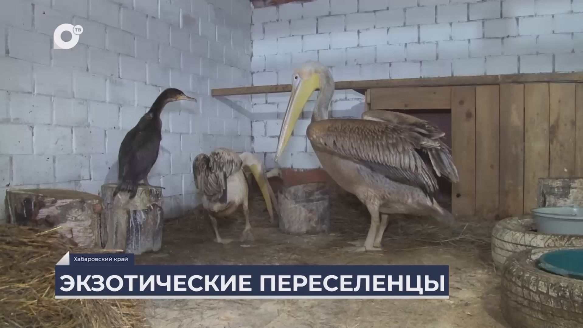 Дальний Восток на связи / Экзотические переселенцы